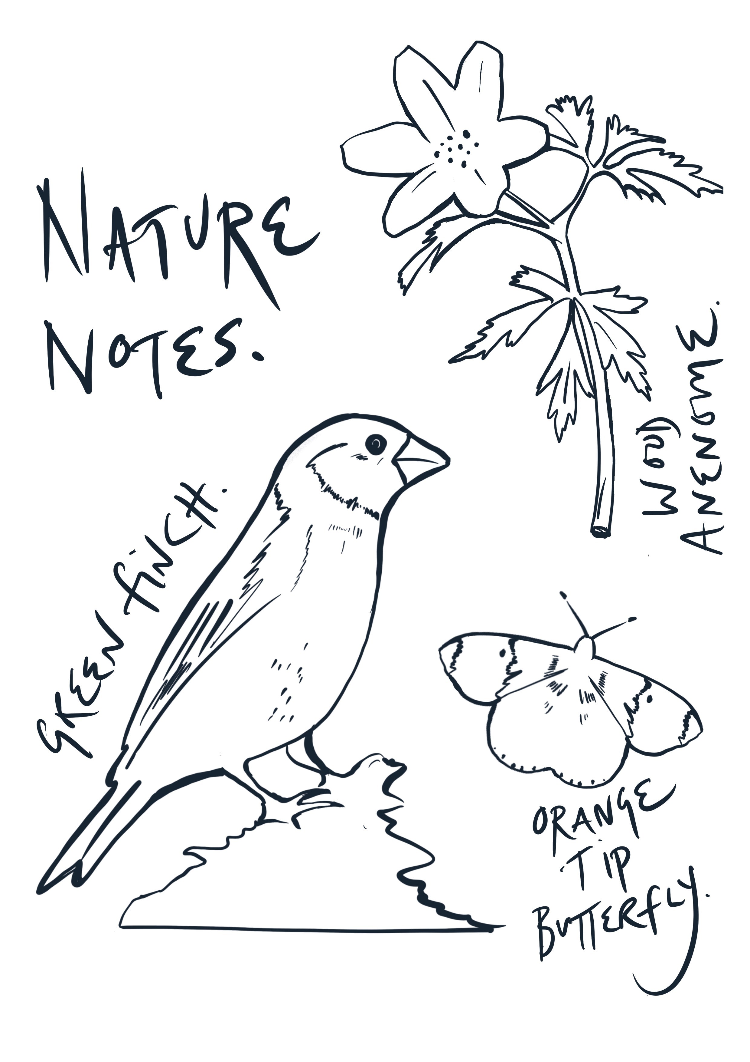 PRINTABLE A4 NATURE NOTE SHEET – BLACKBIRD HOUSE & KITCHEN